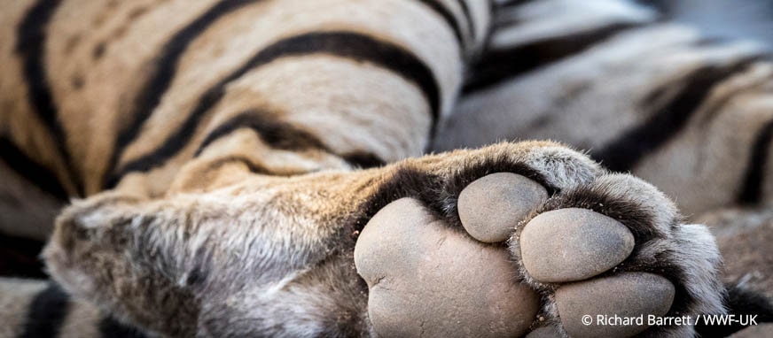 Become a Wildlife Protector | WWF-Singapore