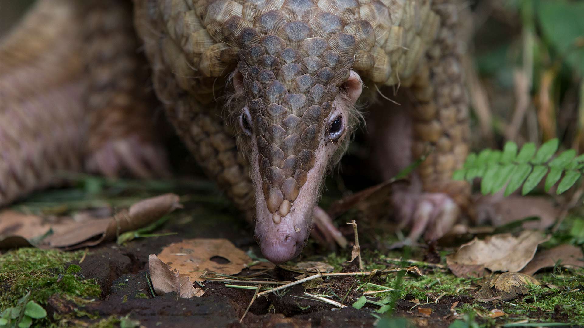 A PANGOLIN IS HUNTED ILLEGALLY EVERY THREE MINUTES | WWF-Singapore