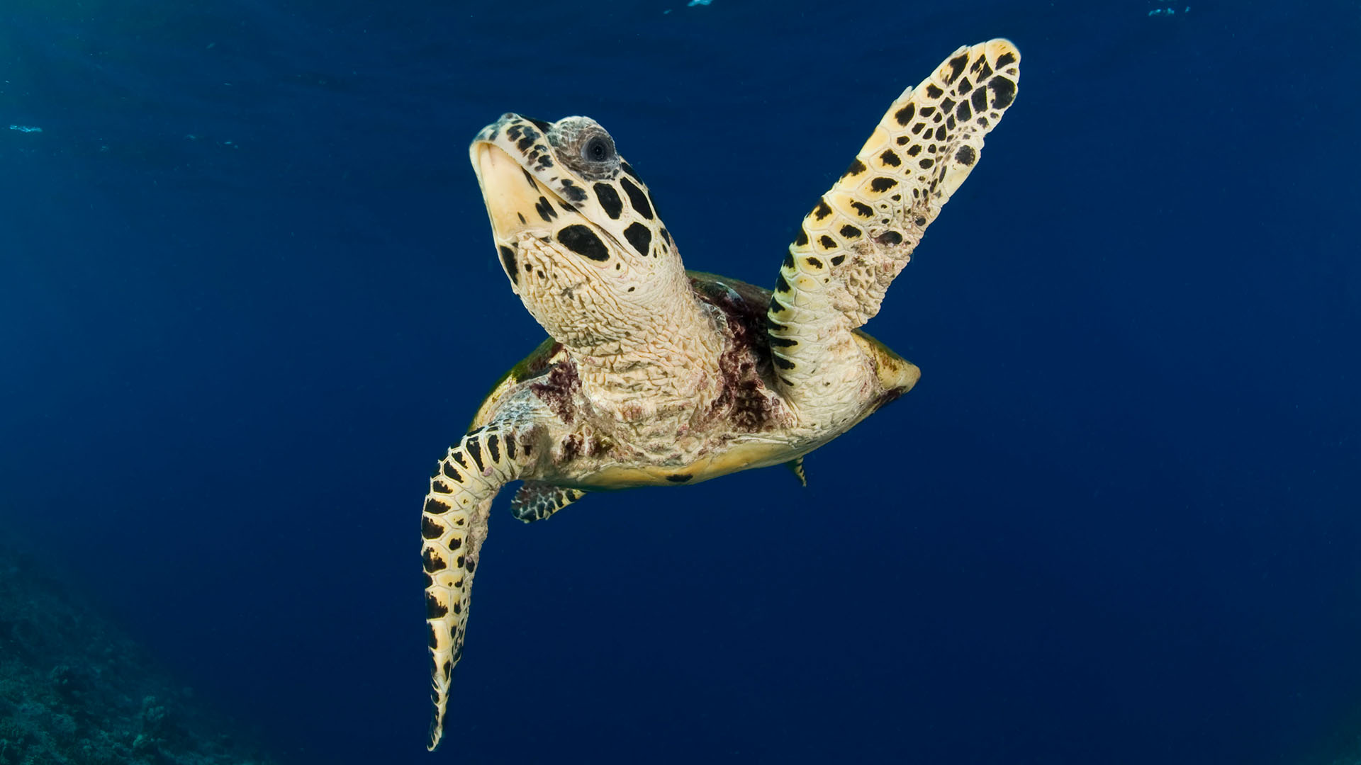 ONLY 1 IN 1,000 HATCHLINGS SURVIVE | WWF-Singapore